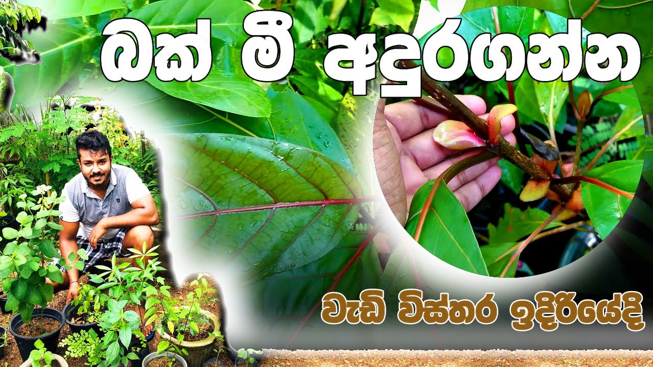 ඔසු පළතුර Bakmee (බක් මී) | වැඩි විස්තර ඉස්සරහට කතා කරමු - YouTube