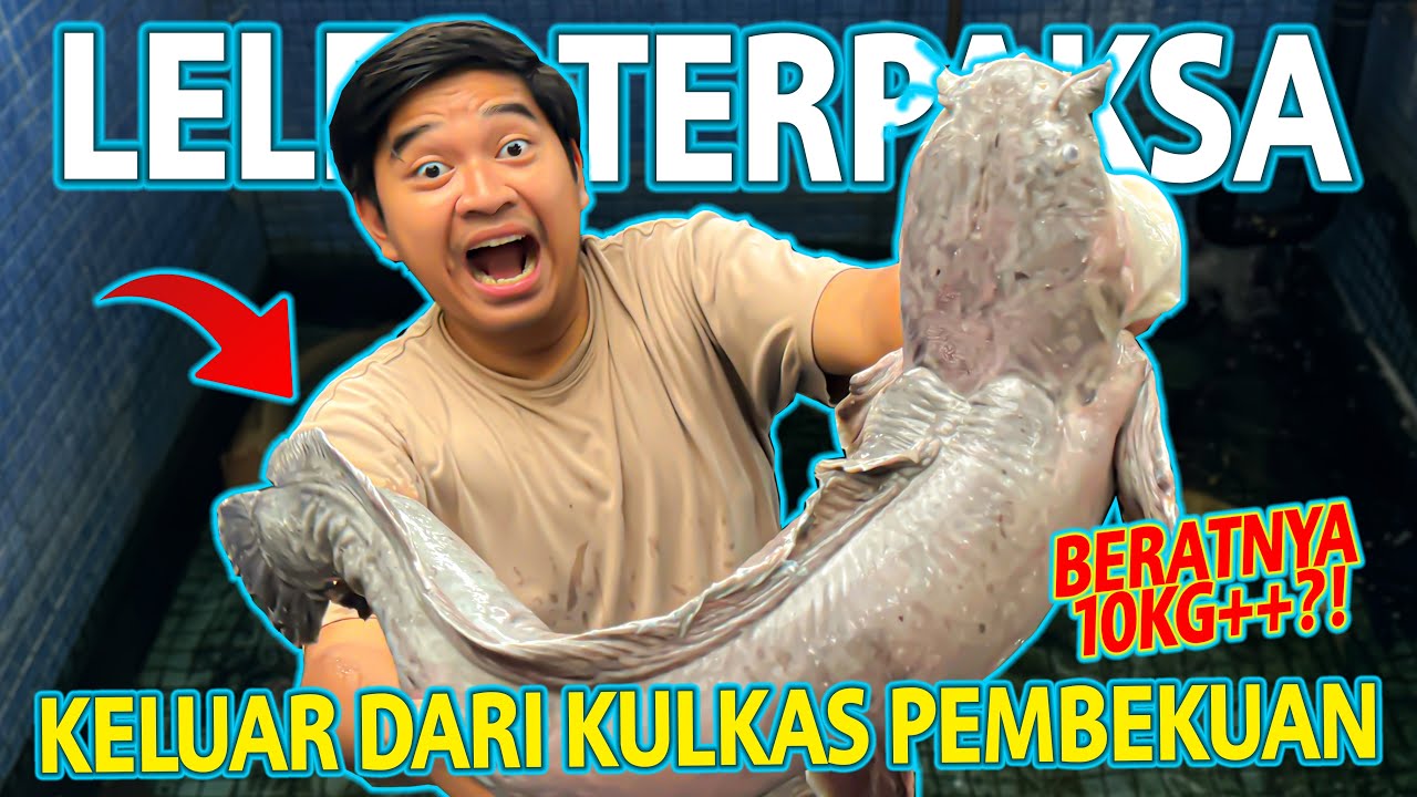 LELE 10KG INI TERPAKSA DIKELUARIN DARI KULKAS PEMBEKUAN! KITA POTONG ...