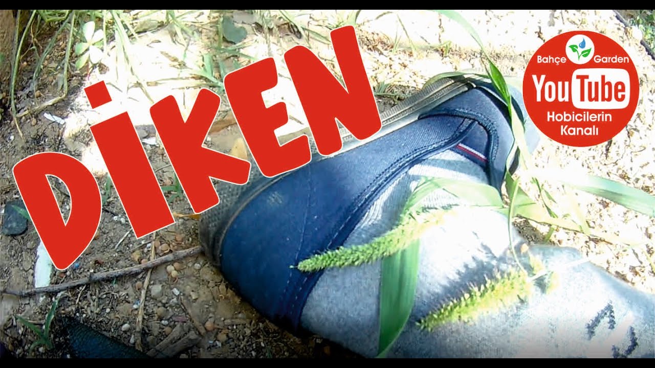 Diken, diken battı,diken çıkarma yöntemleri,diken temizleme,diken ...