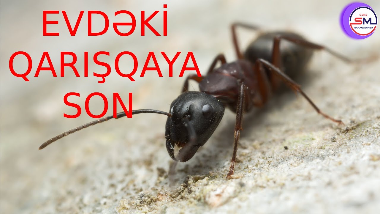Evinizə qarışqa dolubsa bu üsulla yox edin - YouTube