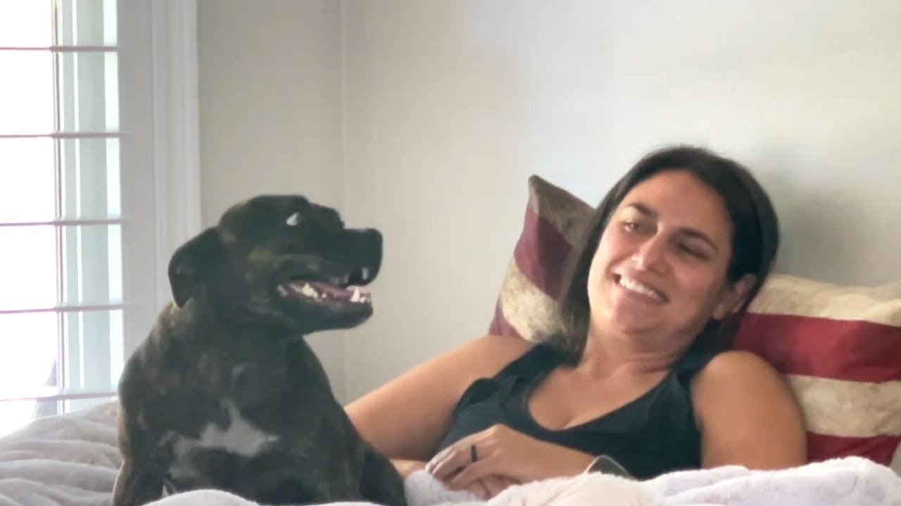 Obsessed Staffordshire Bull Terrier with 'Human Sister' | Cutest Bond ...