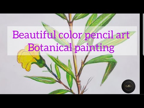how to draw kaner leave/Nerium plant drawing tutorial step by step for ...