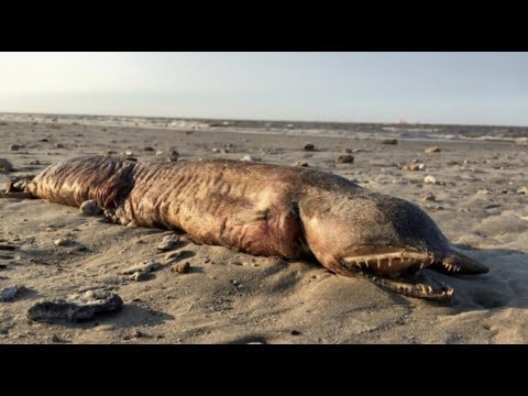 Breaking News: "Strange Creature Washes Up On Texas Beach" After ...