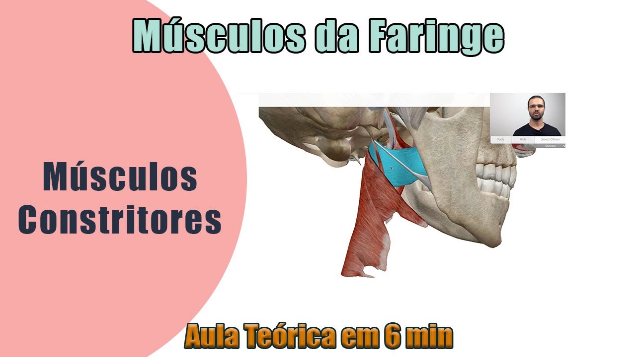 Músculos da Faringe - Teórica - Anatomia Humana - YouTube
