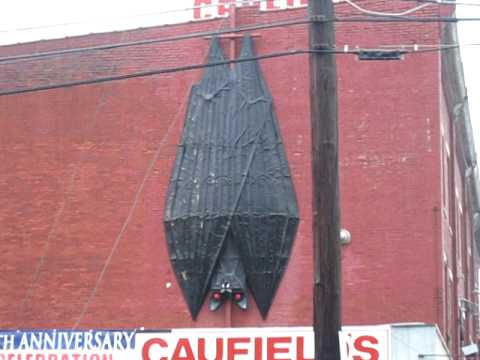 Approaching World's Largest Vampire Bat! - YouTube