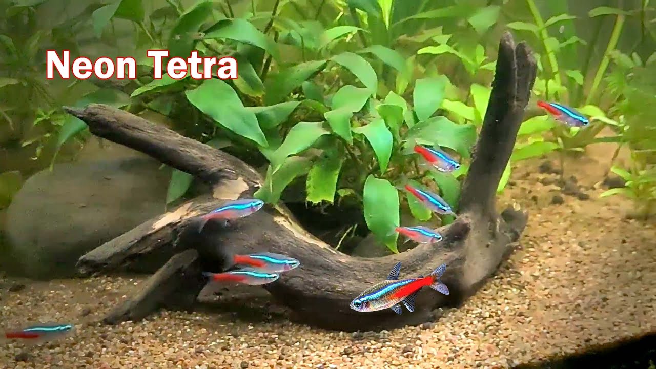Adding Neon Tetras To my 1.5 feet Cube Aquarium | Neon Tetra Care ...