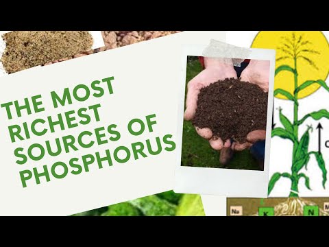 What Contains Phosphorus For Organic Fertilizer