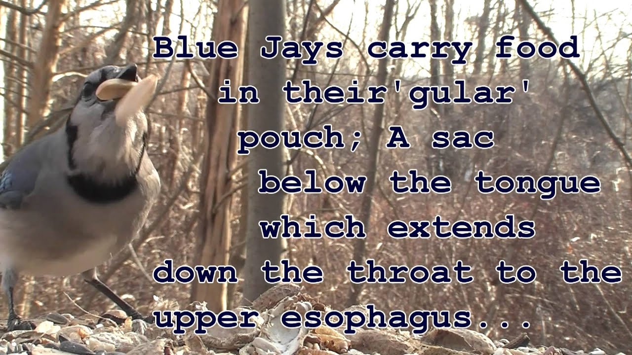 Blue Jay's 'Gular Pouch' - YouTube