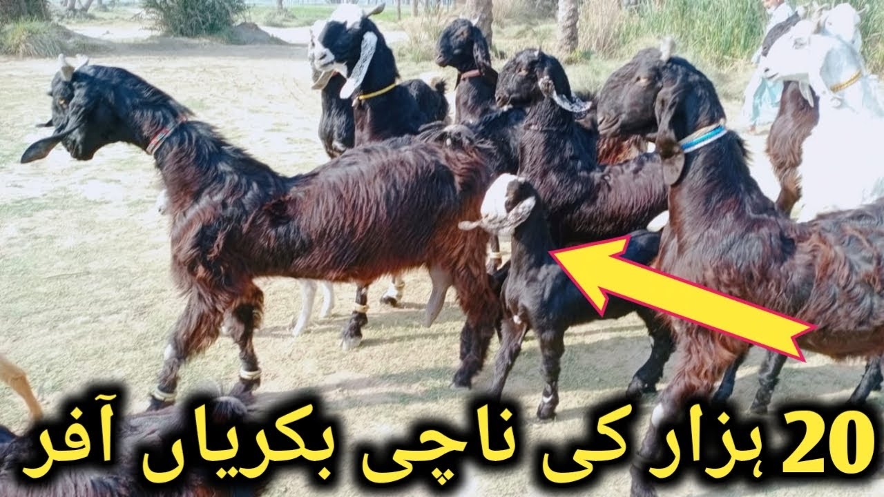 dancing goats pure famous bread of pakistan ناچی بکریاں پیور نسل کی ...