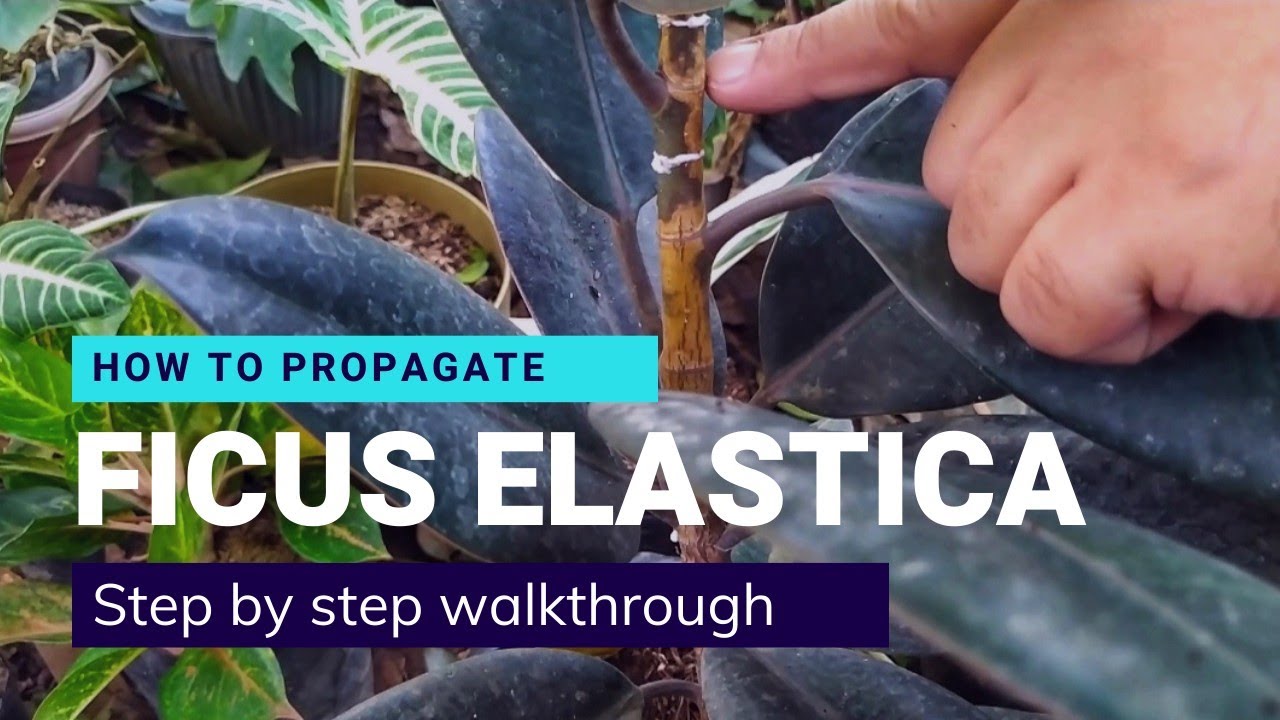 How To Air Layering Rubber Tree (rubber plant propagation using plant ...