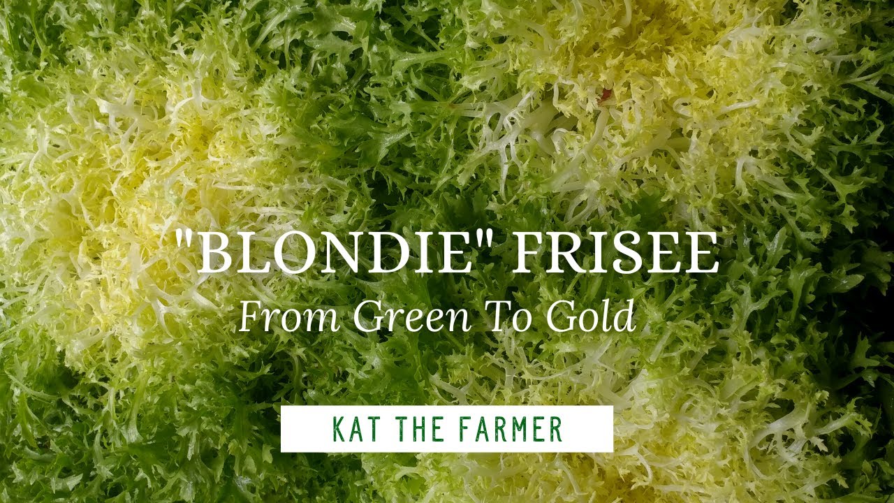Frisee Lettuce