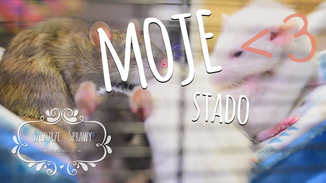 Pierwszy film czyli... MOJE STADO! - YouTube