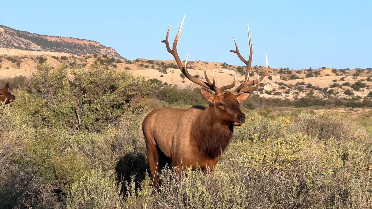 10 yards Screaming Bull Elk! - YouTube