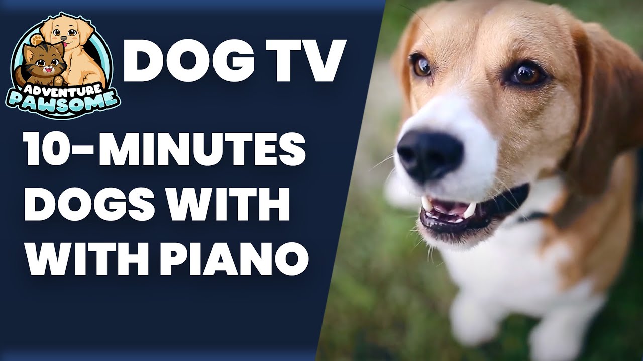 Video of Dogs for Dogs to Watch 10-minute Dog Relaxation Video With ...