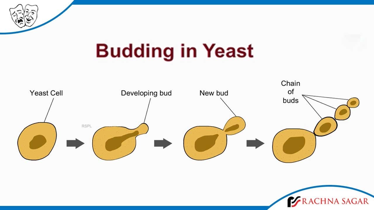 Budding in Yeast - YouTube