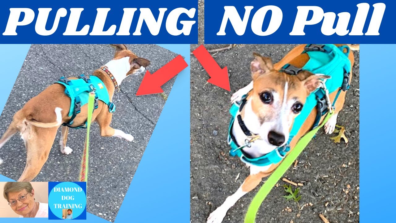 How to Stop Your Dog Pulling on Leash - YouTube