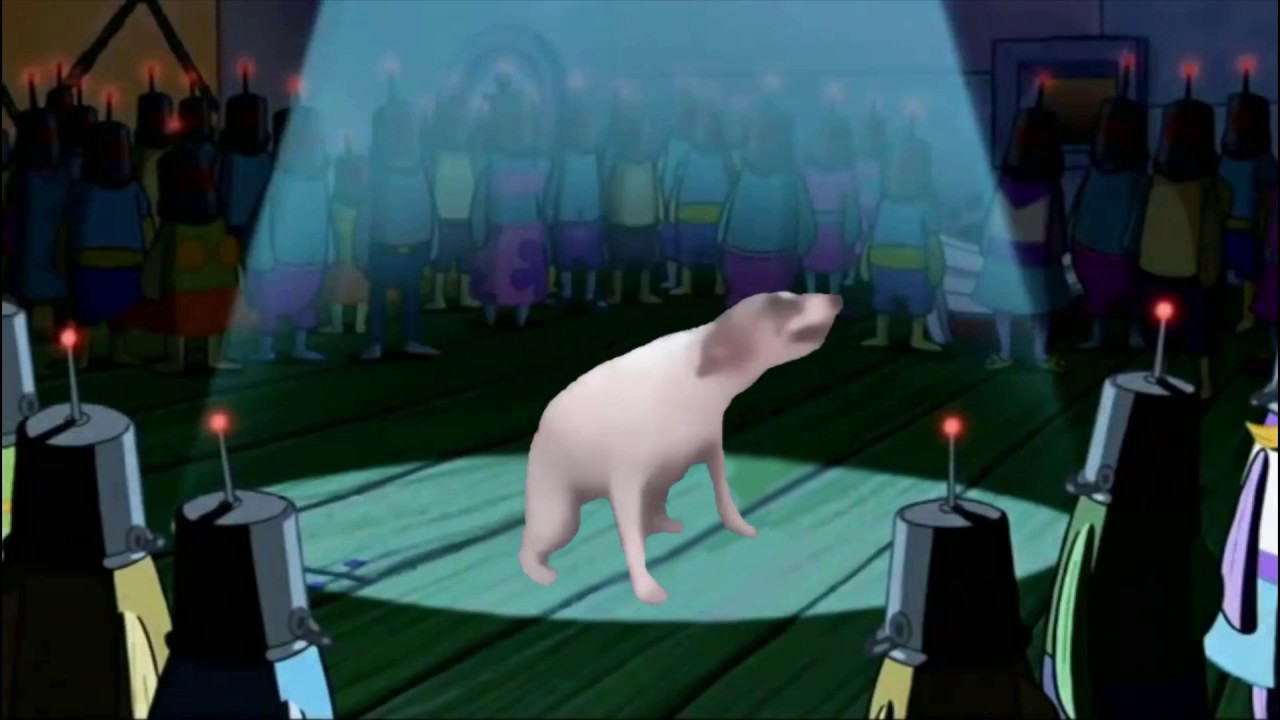 Dancing dog is Goofy Goober - YouTube