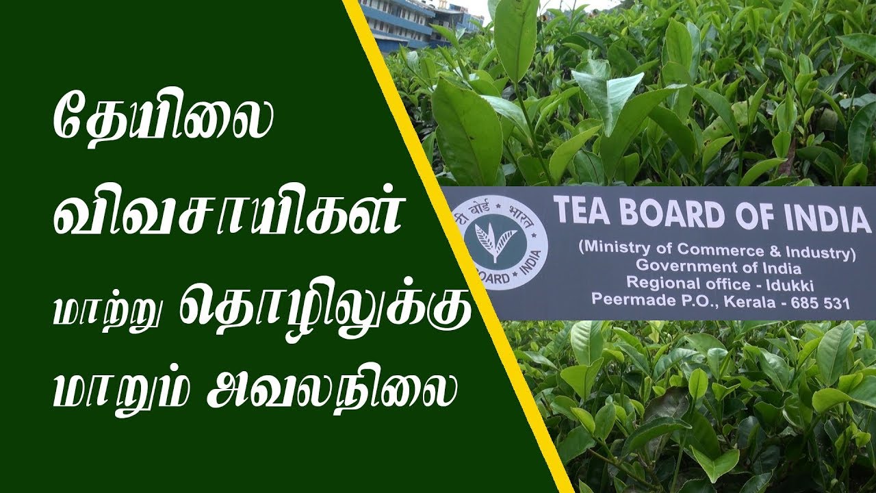 Tamil News Idukki Vision 13 Nov 2019 Theyila Thozhil - YouTube