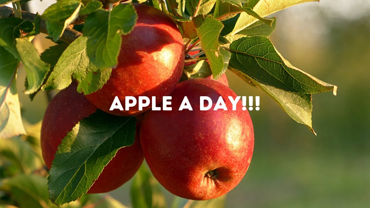 AN APPLE A DAY!!! - YouTube