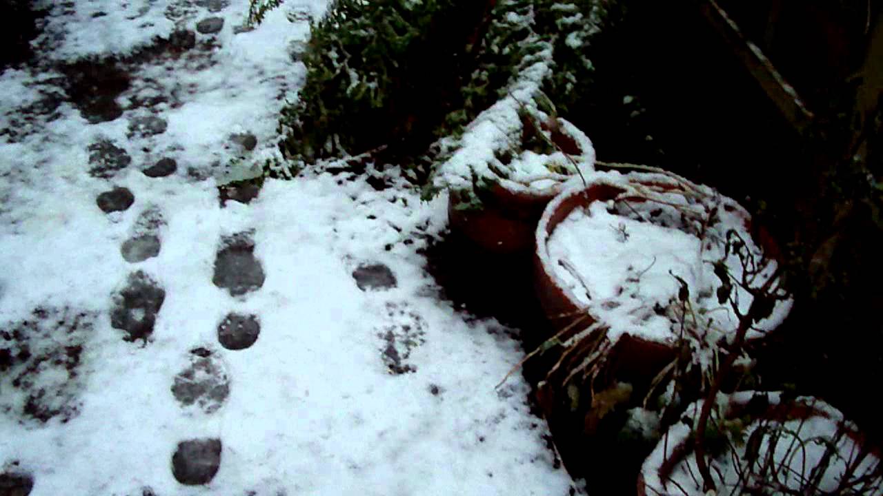 Smudges first snow - YouTube