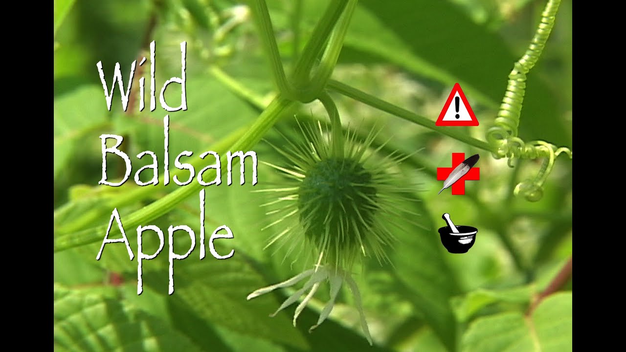 Wild Balsam Apple: Medicinal, Cautions & Other Uses - YouTube