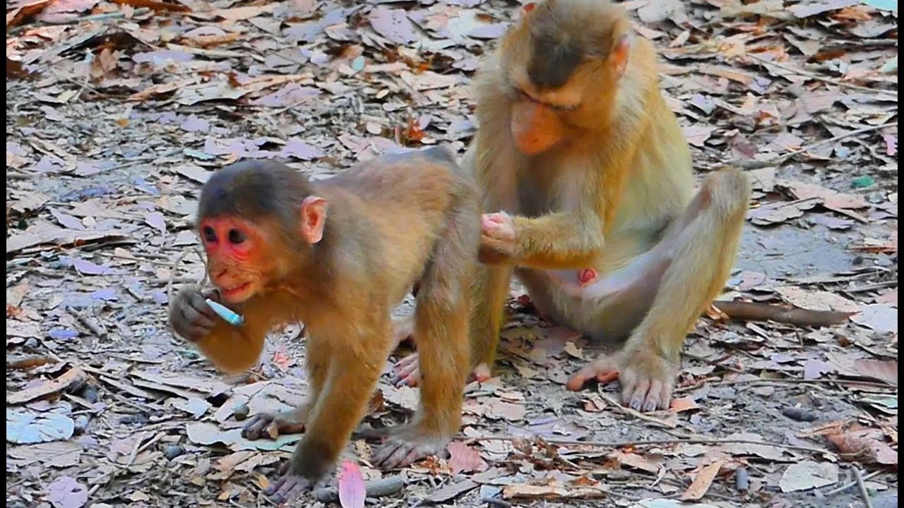 Oh..! Why Amanda monkey doing strange to Tiny Baloo like this? - YouTube