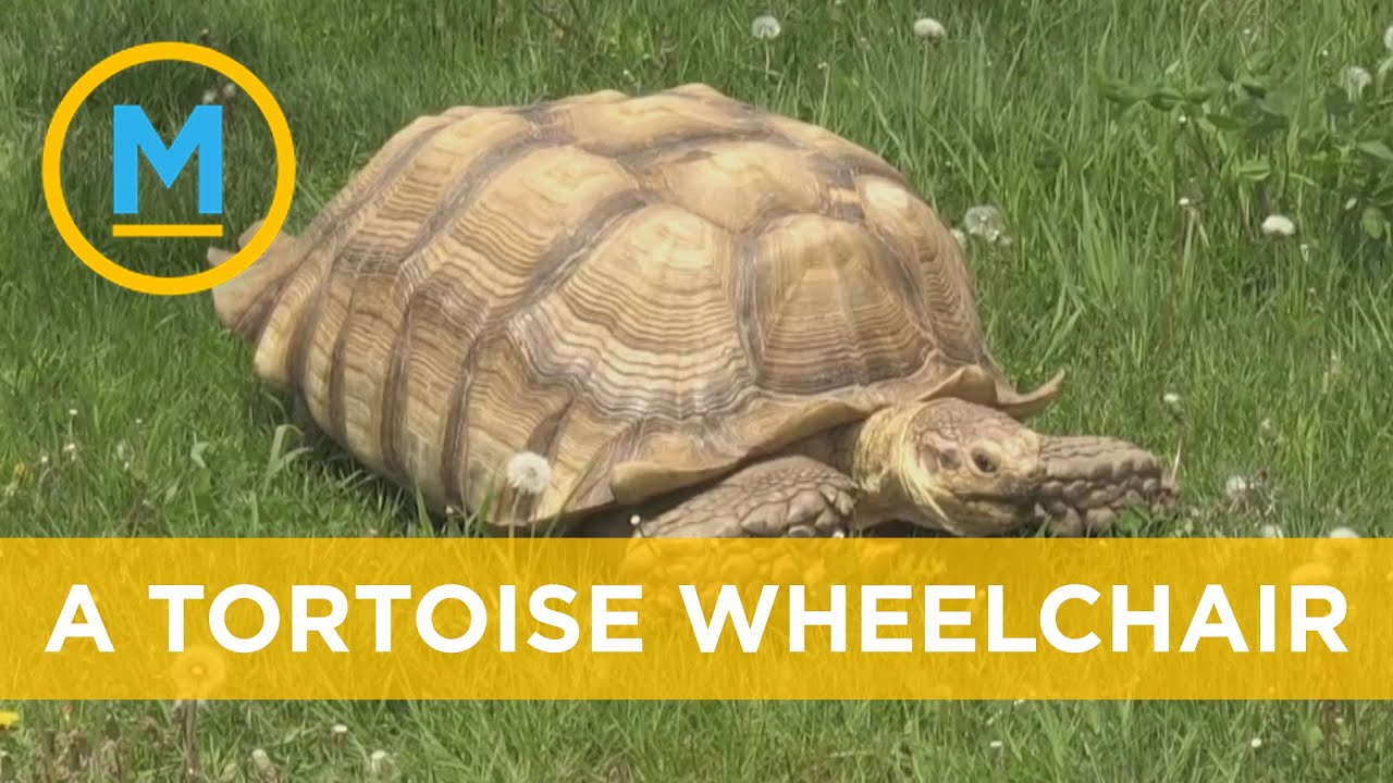 Zoo staff create wheelchair for partially paralyzed tortoise | Your ...