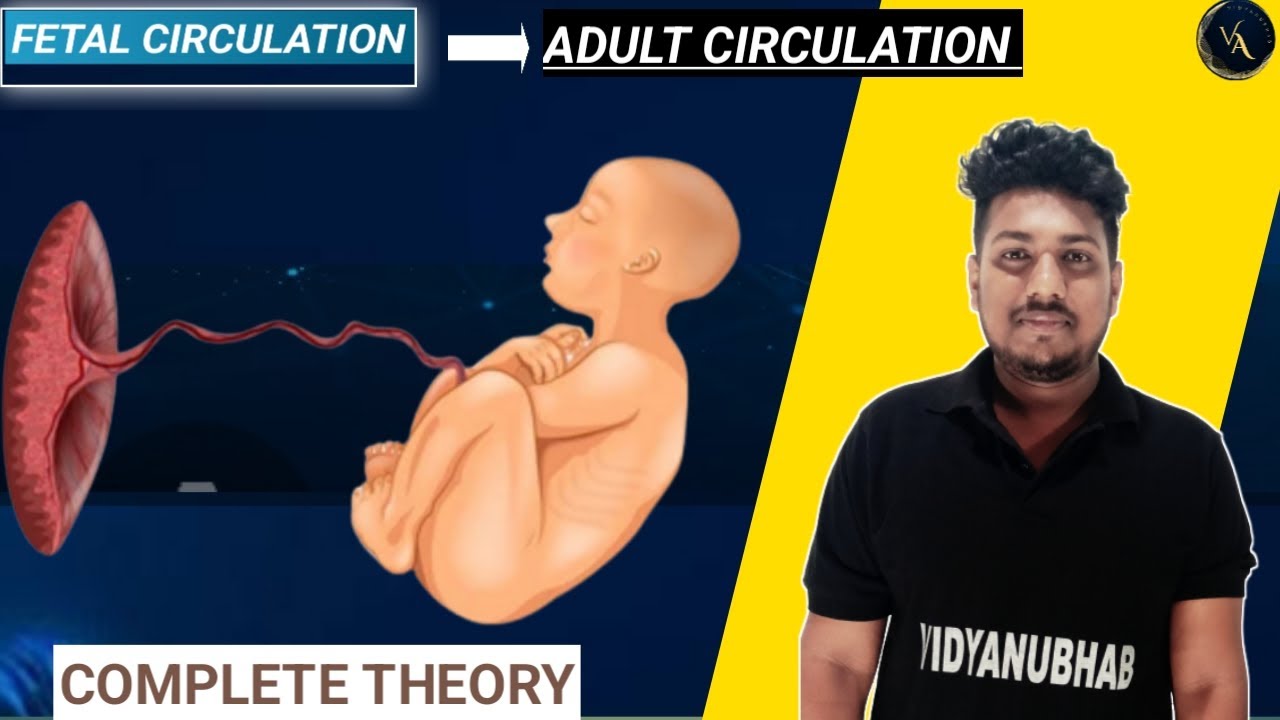 FETAL CIRCULATION TO ADULT CIRCULATION/ COMPLETE THEORY/ALL NURSING ...