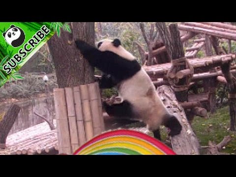 Why? Even pandas can do the splits! - YouTube