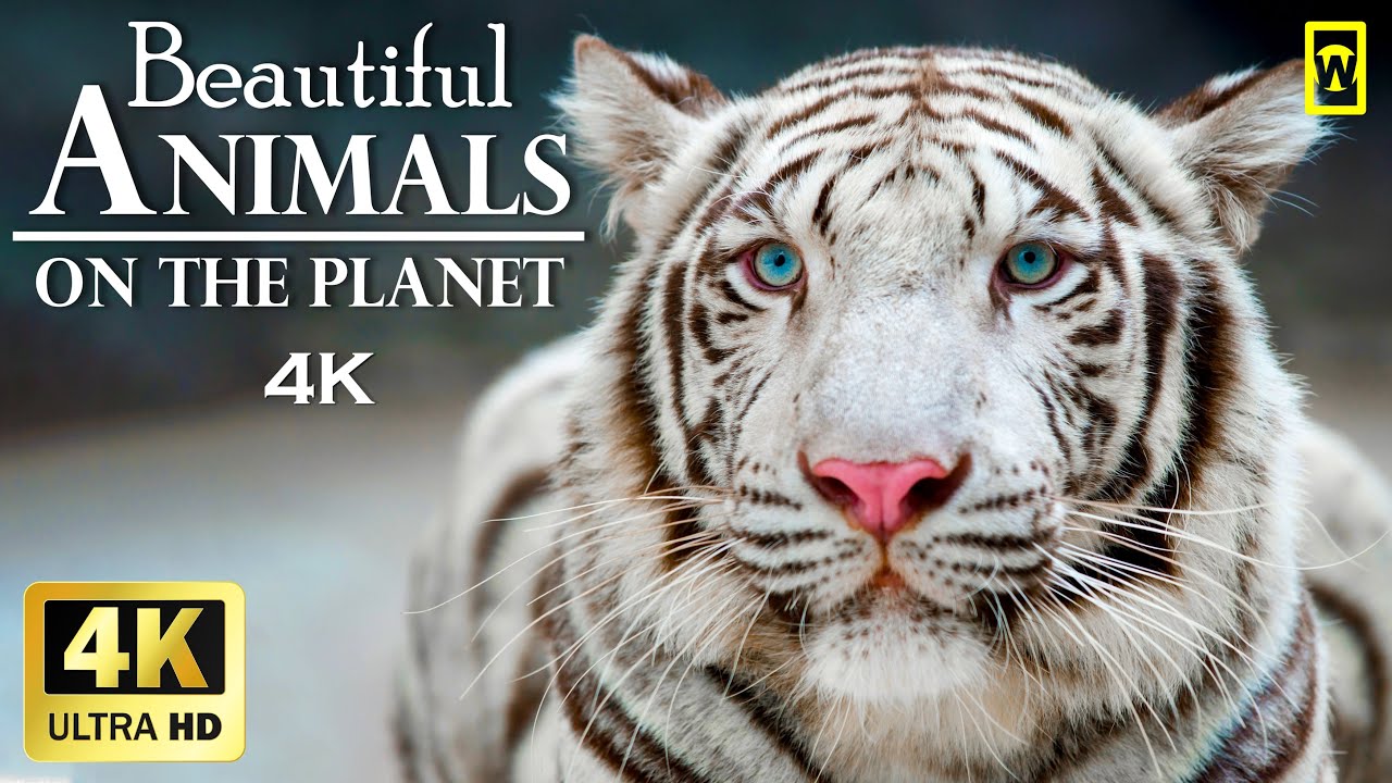 Beautiful Animals on The Planet 4K - Scenic Wildlife Film With Calming ...
