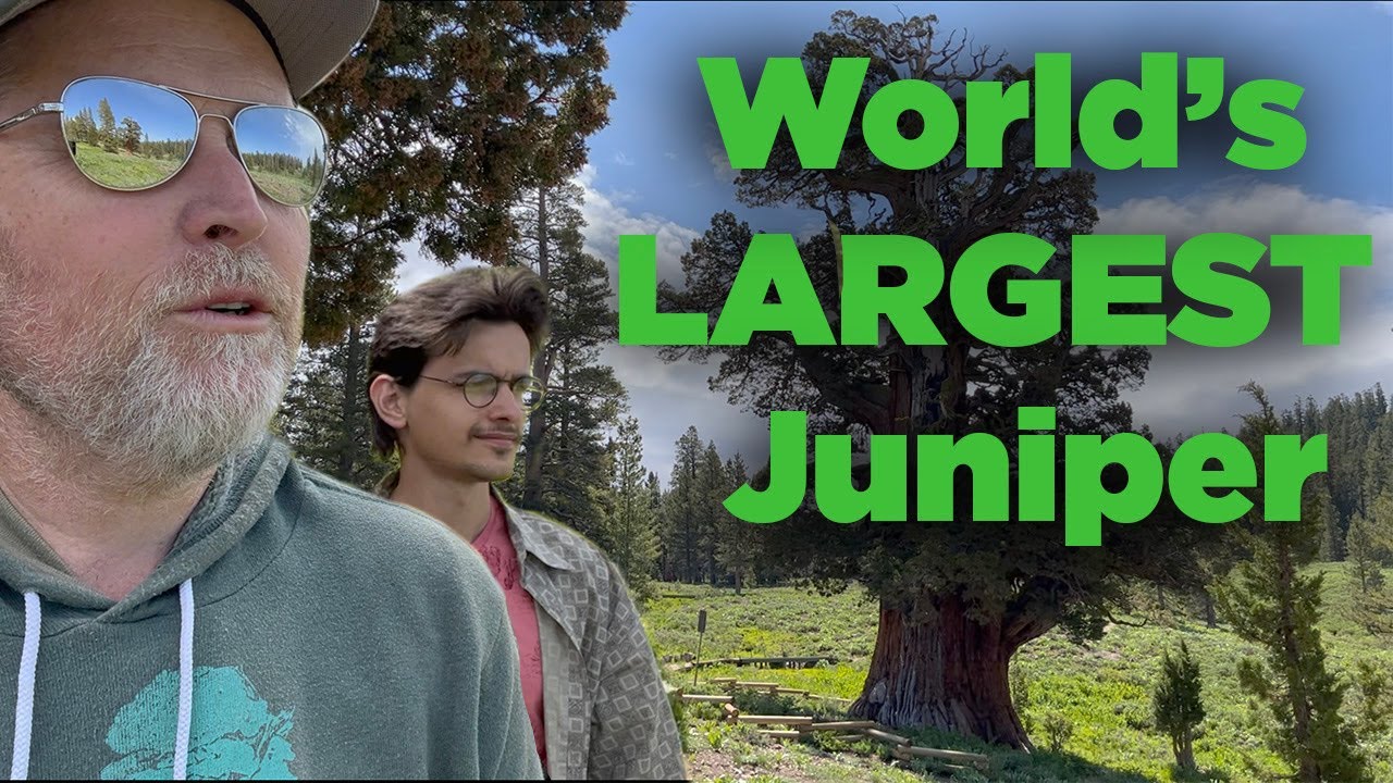 Bonsaify | The BIGGEST Juniper in the WORLD! - YouTube