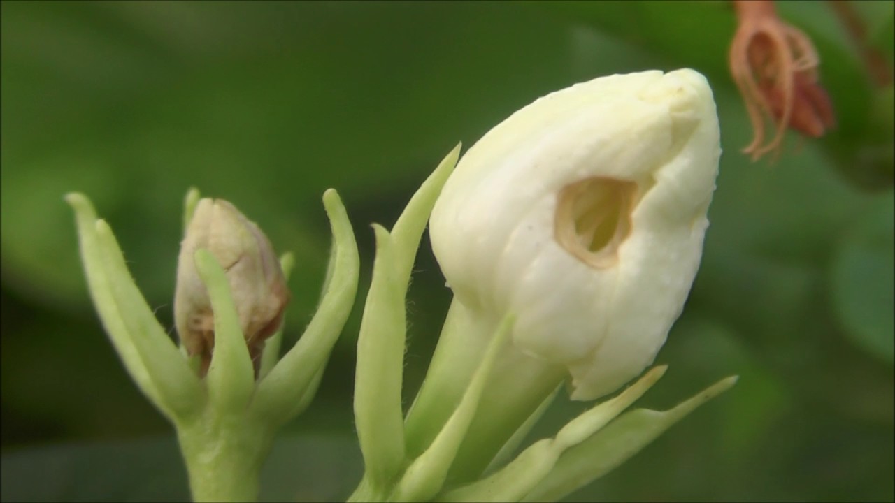 Jasmine Cultivation in Natural Farming Method_DoAg&Digital Green_April ...