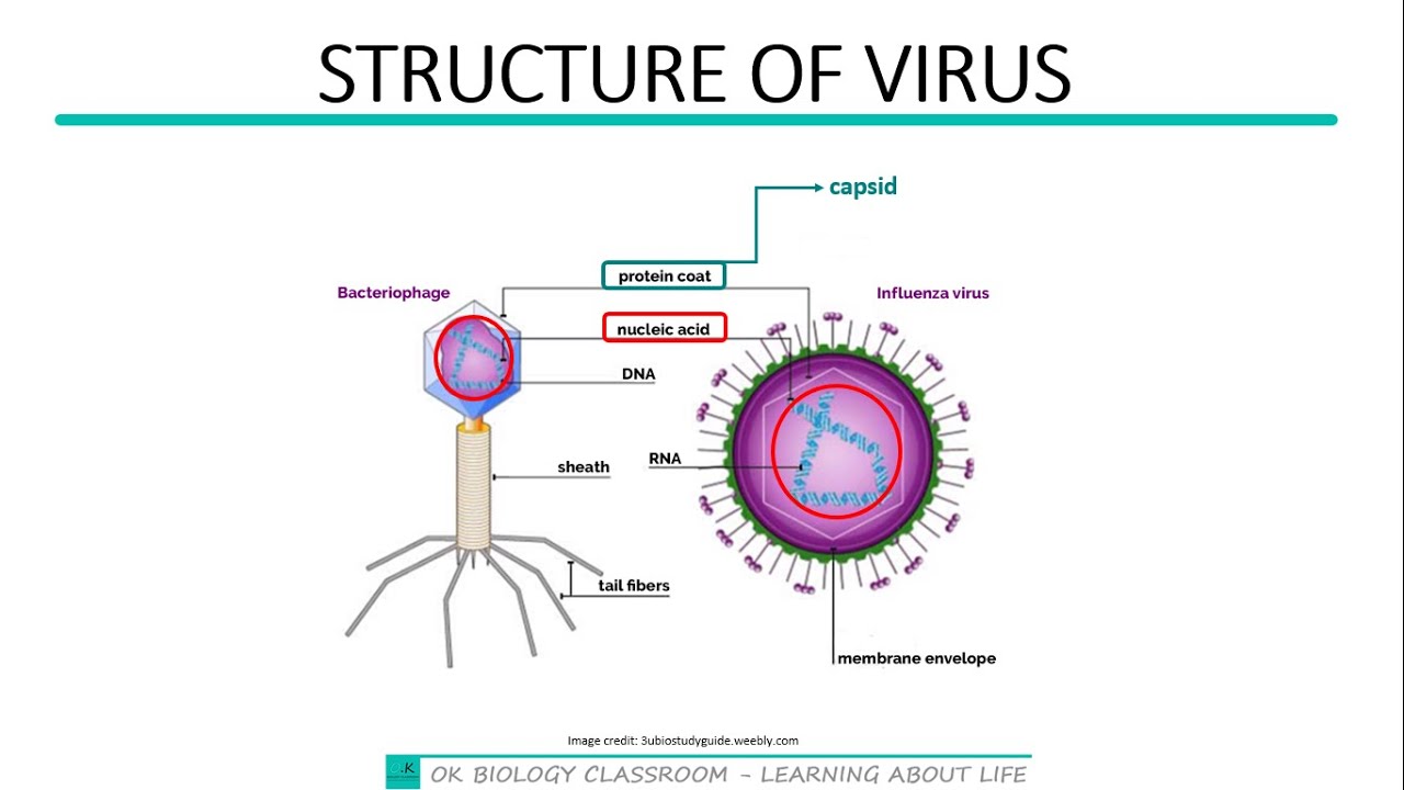 3.3.1 Akaryotes and structure of viruses - YouTube