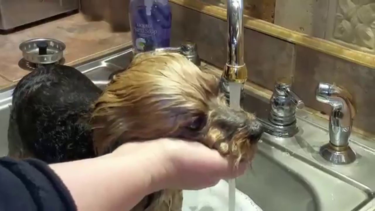 YORKIE Puppy dog bath time - YouTube