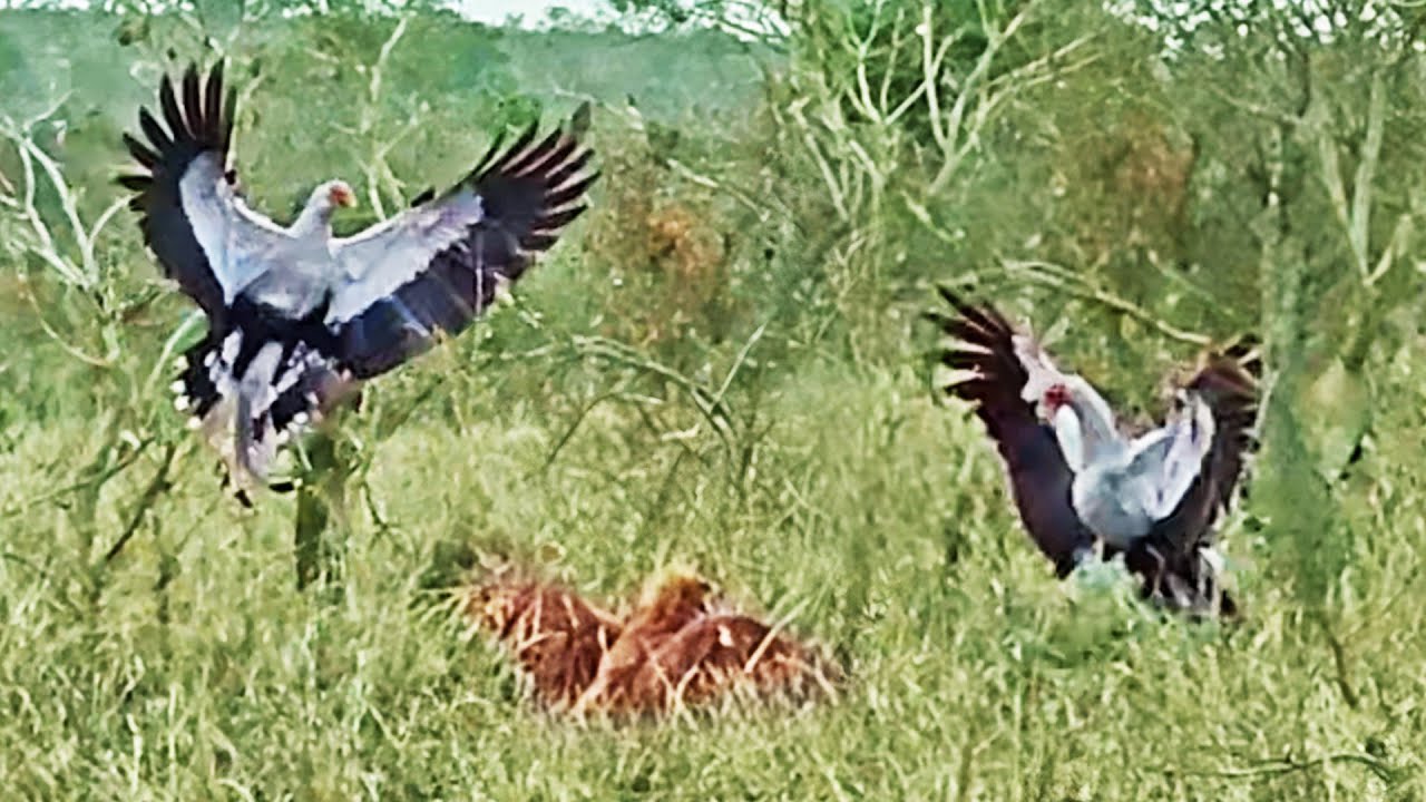 Eagle Gets Beaten up by 2 Secretary Birds - YouTube