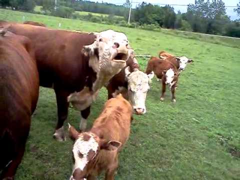The Concerned Cow. - YouTube