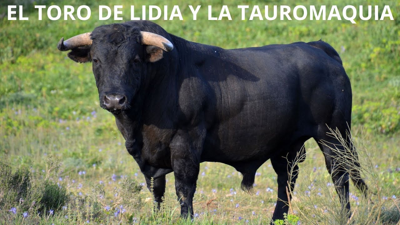 EL TORO DE LIDIA Y LA TAUROMAQUIA - YouTube