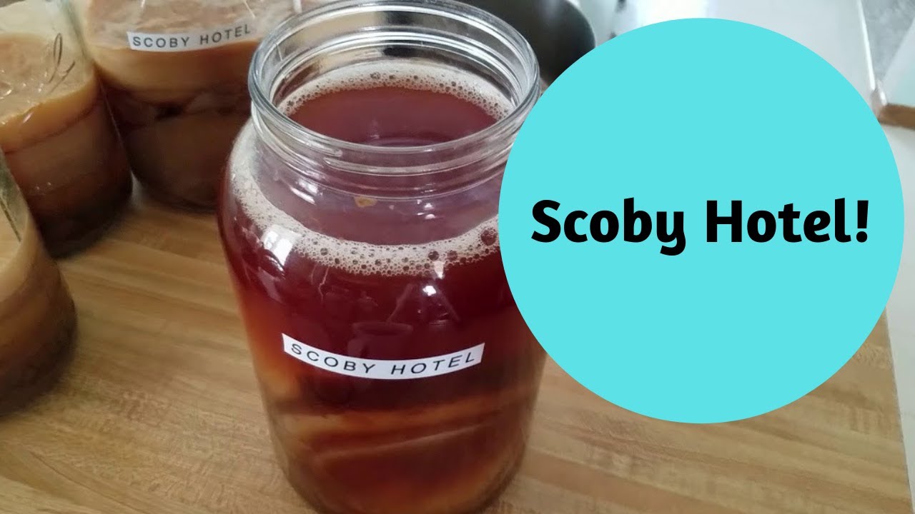 Scoby Hotel! - YouTube