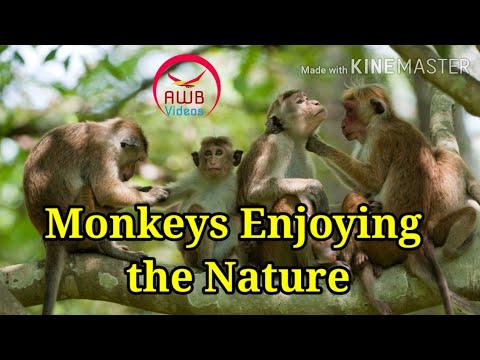 🐵 Monkeys enjoying the nature - YouTube