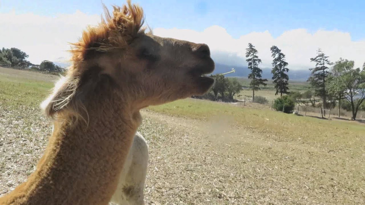 ALPACA SPEAKING SAYING "HEY" - YouTube