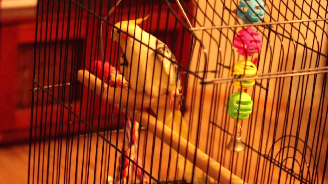 wiggle wiggle bird - YouTube