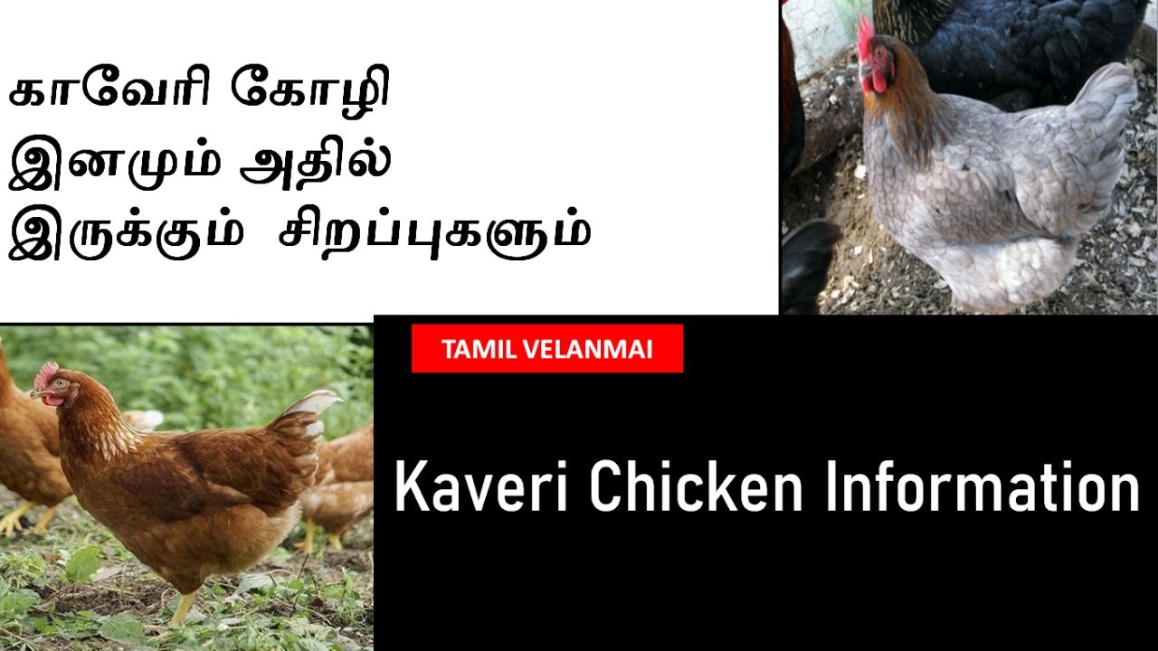காவேரி கோழி இனமும் அதில் இருக்கும் சிறப்புகளும் || Kaveri Chicken ...