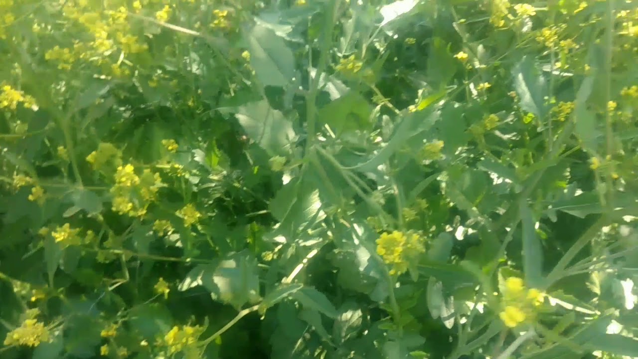 Hardal bitkisi otunun çiçekleri tohumları faydaları eşek turpu çayının ...