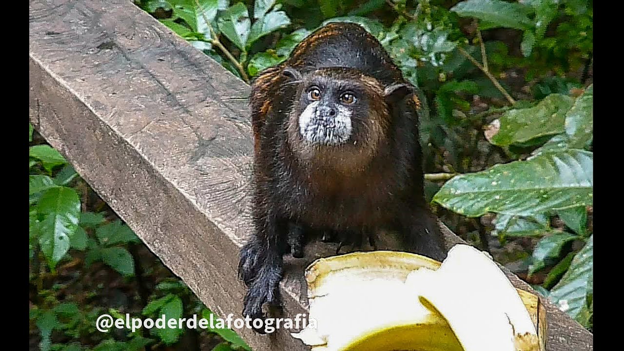 Mico Bebeleche o Mono Pichico (Saguinus fuscicollis) comiendo banano ...