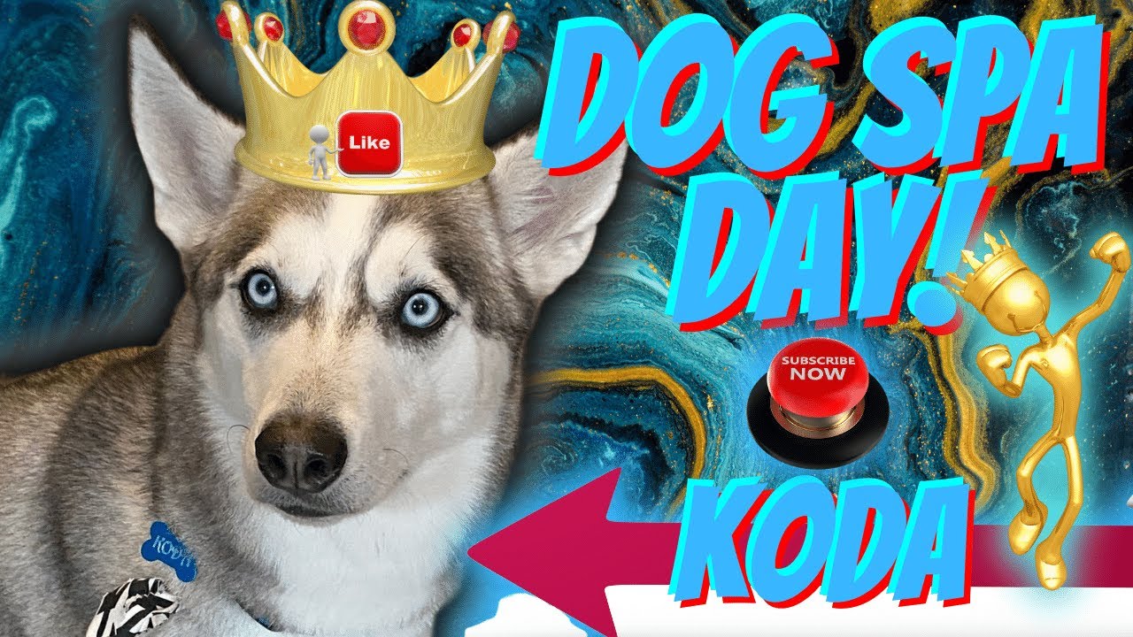 Dog Spa Day Grooming with KODA #Superninna #husky #siberianhusky - YouTube