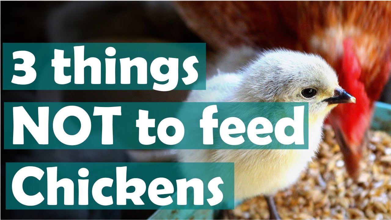 What Not To Feed Chickens 3 Things To NOT Feed Chickens PLUS Some what-not-to-feed-chickens-3-things-to-not-feed-chickens-plus-some