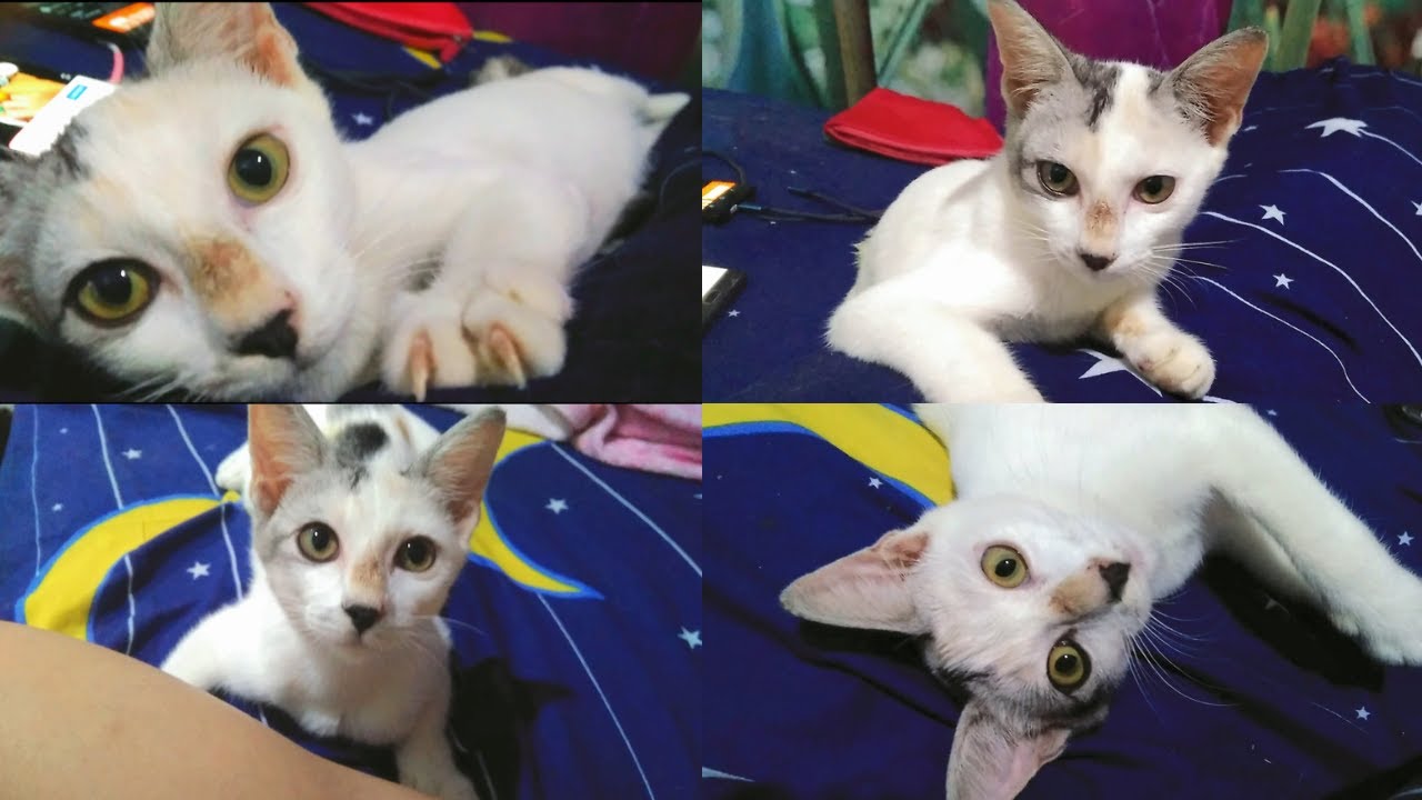 Today let’s play with cute cat Goro - YouTube