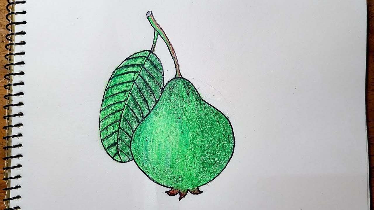 How to draw a guava step by step | Guava drawing tutorial for beginners ...
