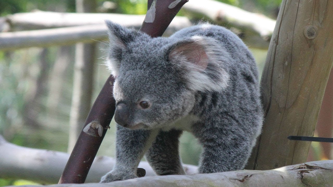 Actieve koala / koala actif / Active koala : Pairi Daiza 2018 - YouTube