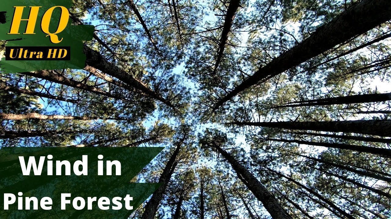 8 Hours of Soft Wind Through the Pine Forest, Nature ASMR for ...